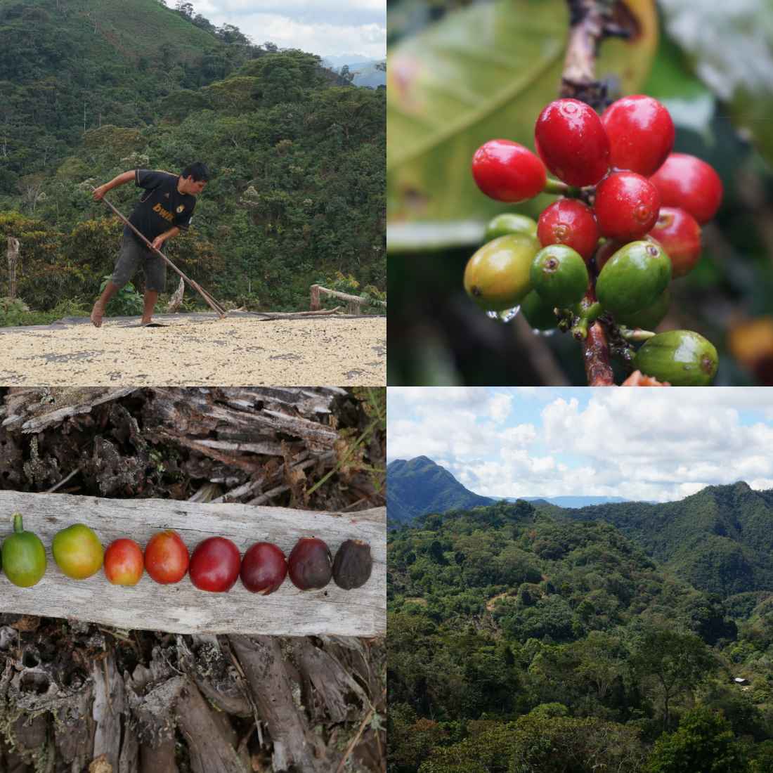 Bohne des Monats | Monatlich wechselnder Genuss bei Goodbean